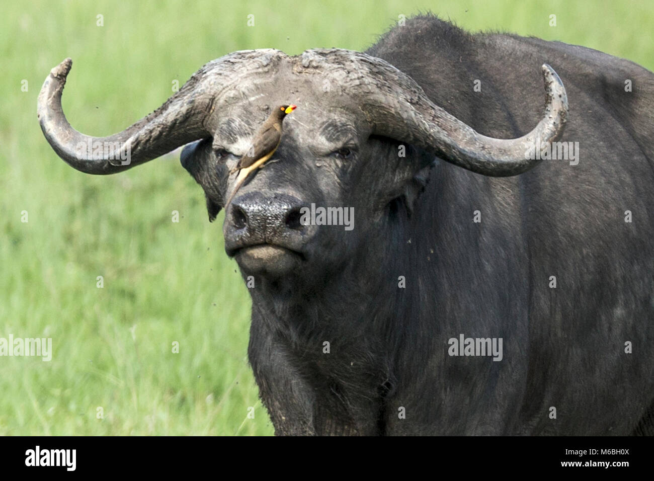 African bull bull bird hi-res stock photography and images - Alamy