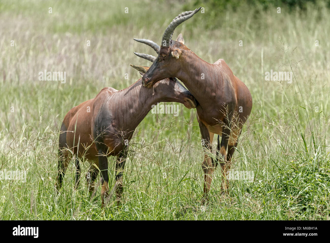 Common tsessebe or sassaby (Damaliscus lunatus lunatus) Queen Elizabeth ...