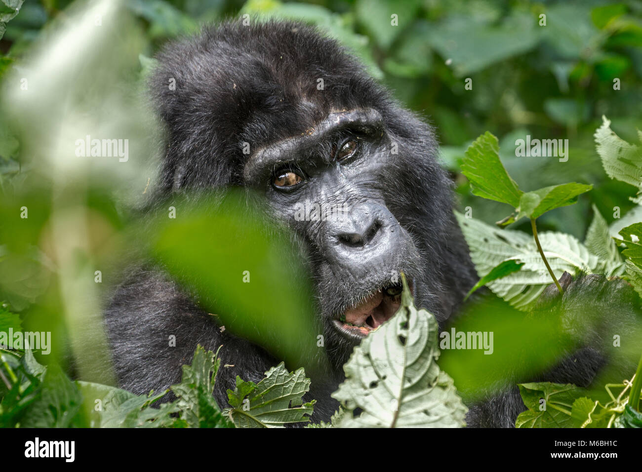 Adult female mountain gorilla gorilla hi-res stock photography and ...