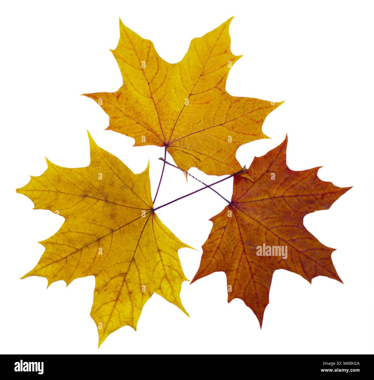 Red maple leaves blue Cut Out Stock Images & Pictures - Alamy