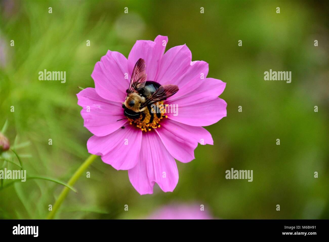 A beautiful picture of a bee on a flower, taken in spring Stock Photo ...