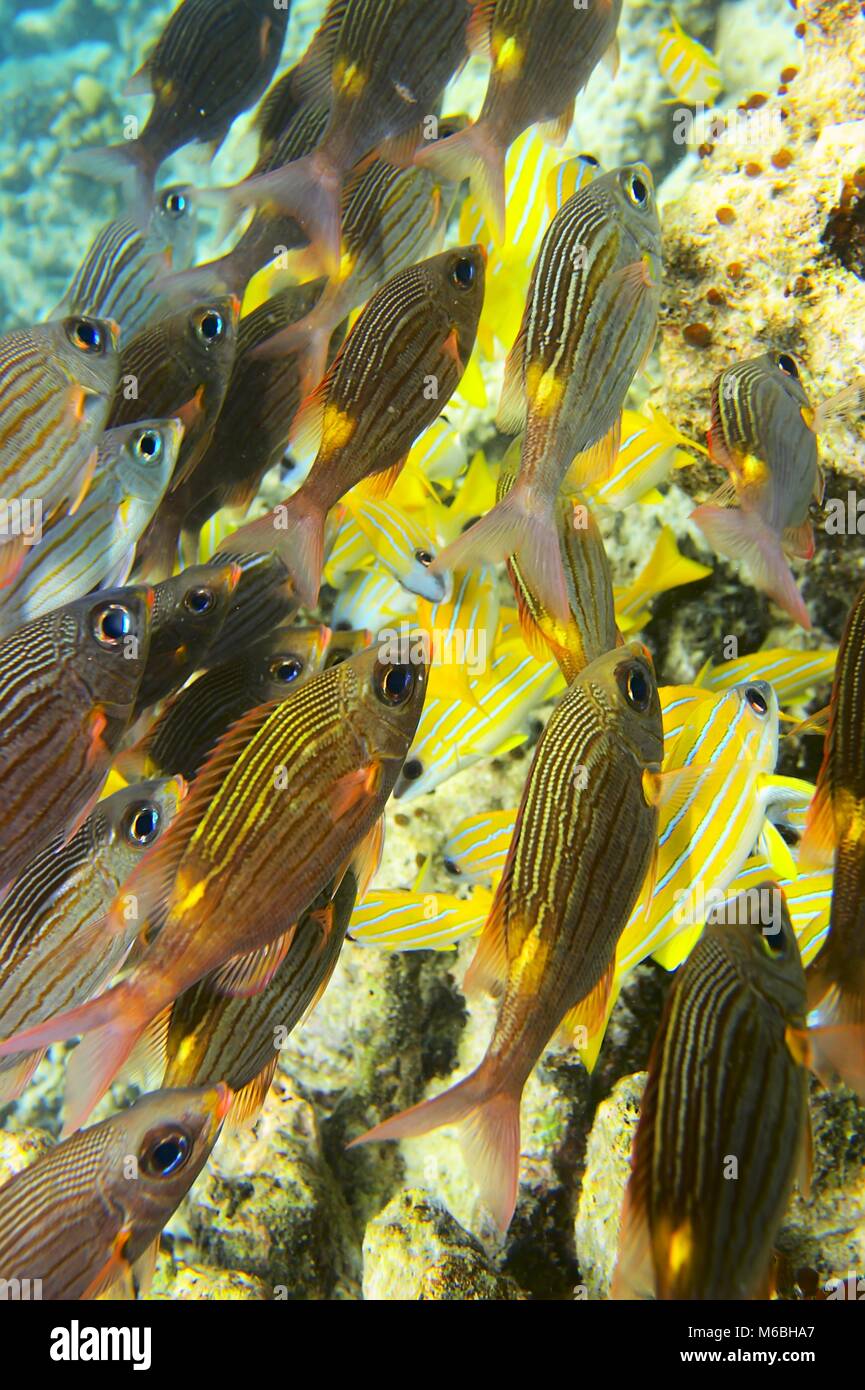 Big school of fish Stock Photo - Alamy
