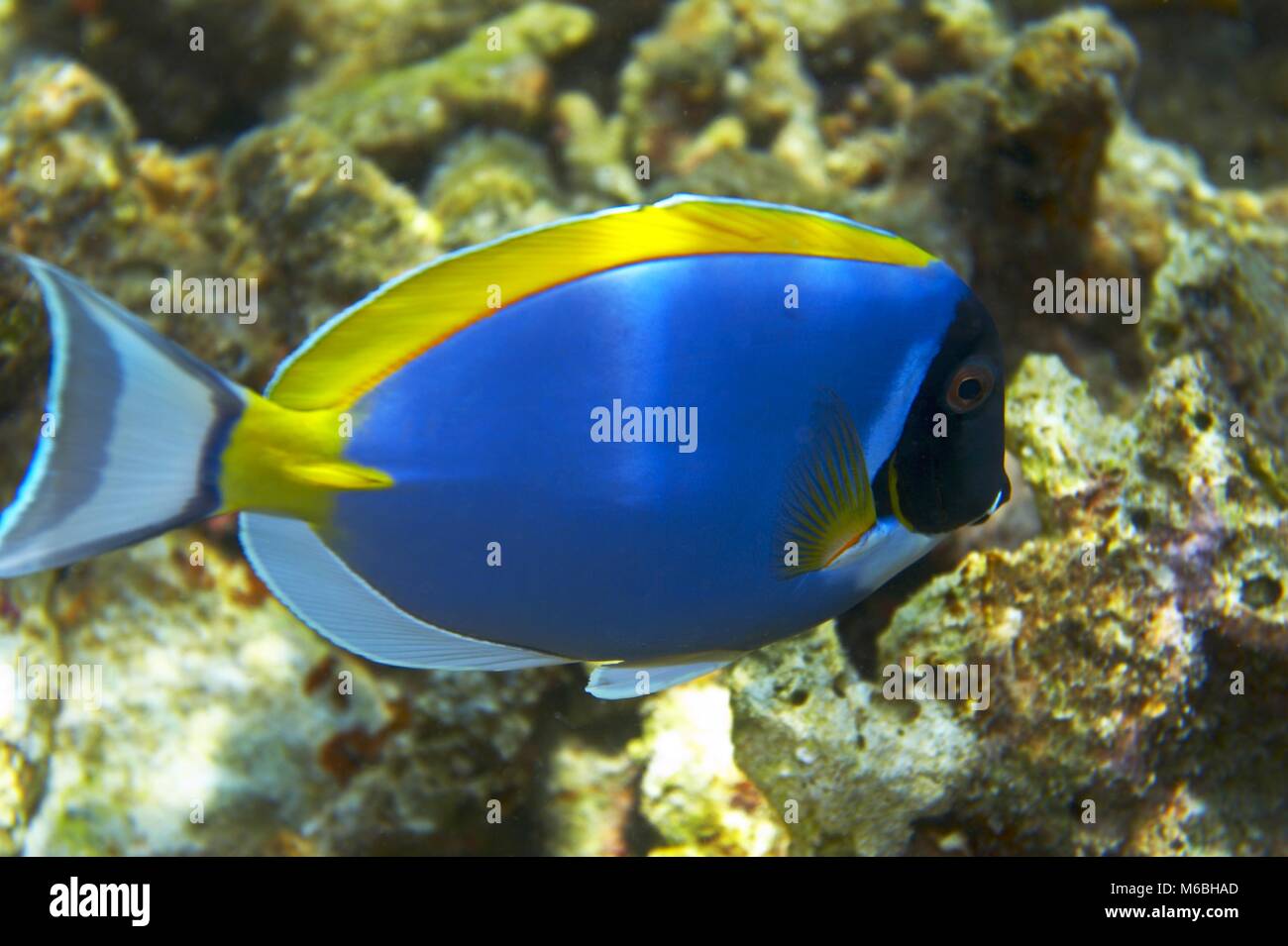 Underwater diver following fish hi-res stock photography and images - Alamy