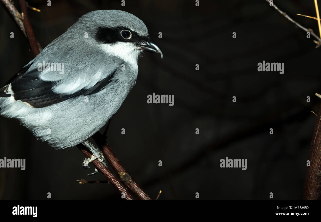 Loggerhead Shrike (Lanius ludovicianus Stock Photo - Alamy