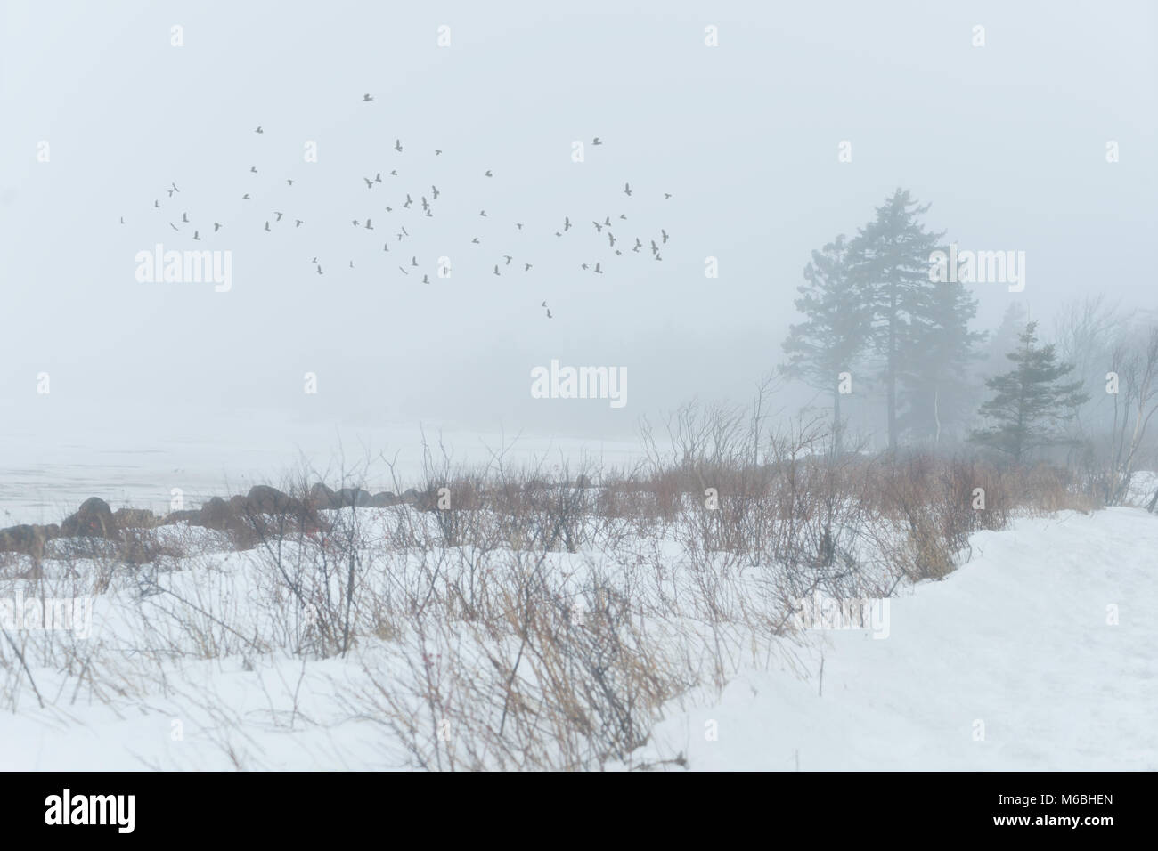 Birds flying through the mist over a frozen landscape Stock Photo - Alamy