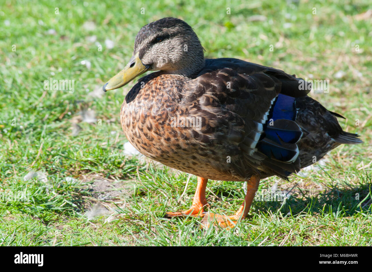 Single Mallard Duck Stock Photo - Alamy
