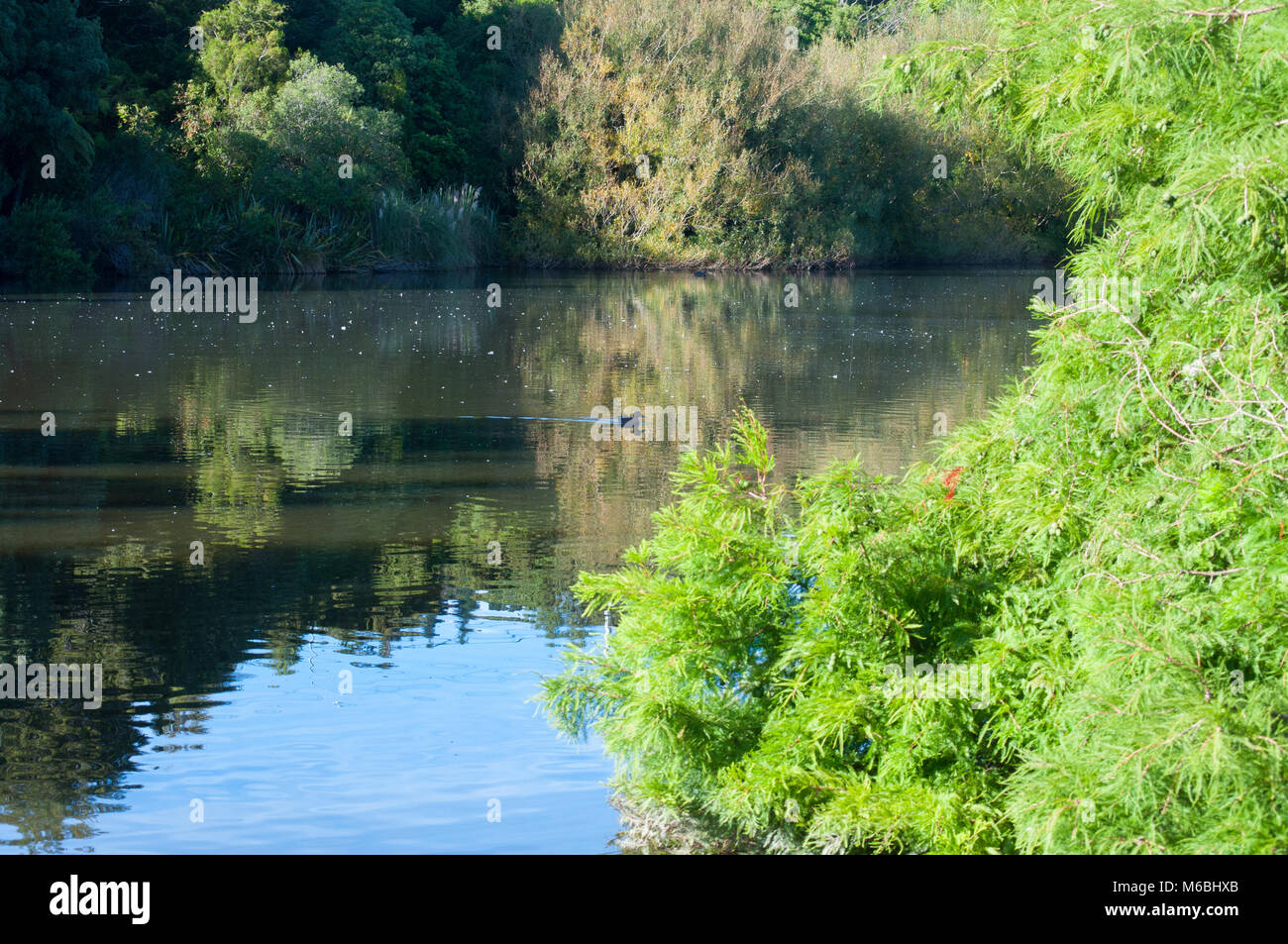 Reflections in pond hi-res stock photography and images - Alamy