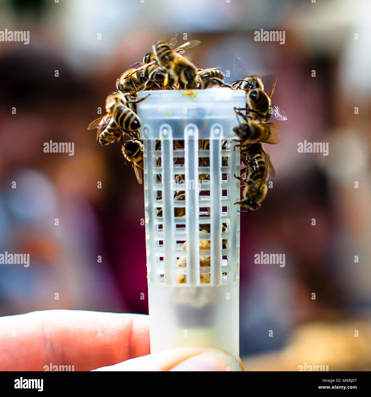 Image of bee hive hi-res stock photography and images - Alamy