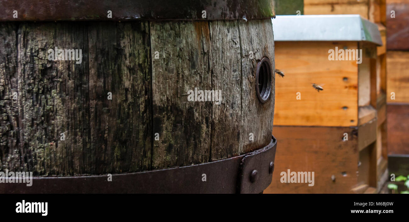 Bees having their hive in a beer barrel Stock Photo - Alamy