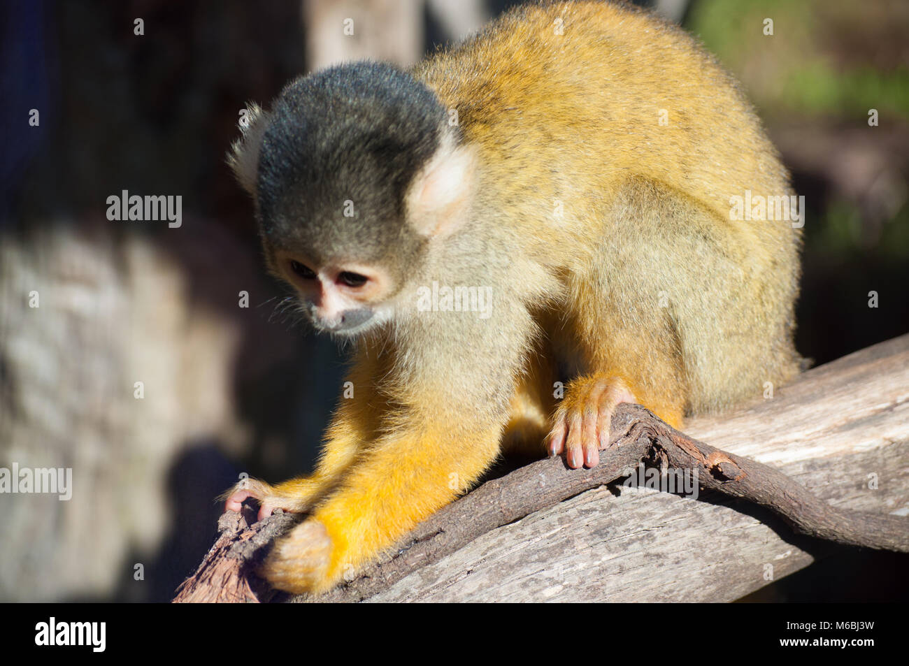 Monkey animal cute little hi-res stock photography and images - Alamy