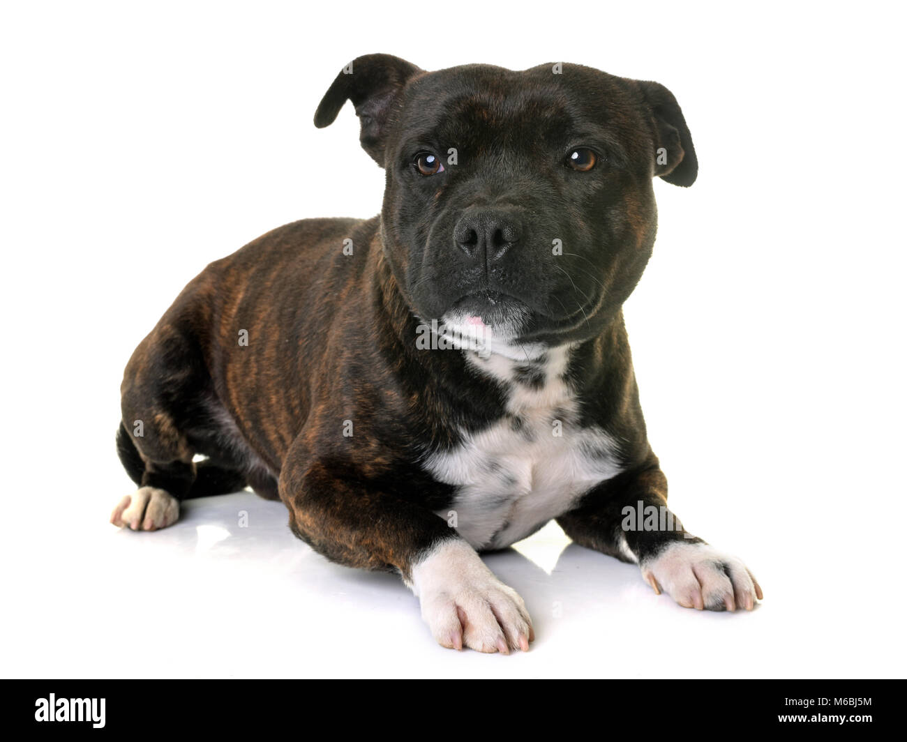 staffordshire bull terrier in front of white background Stock Photo - Alamy