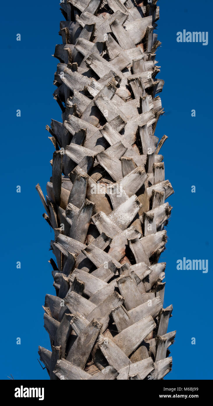 Exotic palm hi-res stock photography and images - Alamy