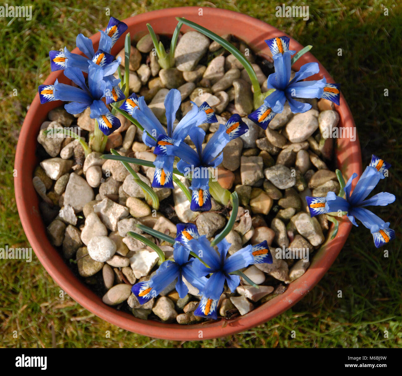 Iris reticulata 'Gordon’ Stock Photo - Alamy