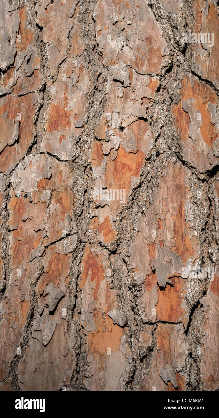 Brown pine tree bark Stock Photo - Alamy