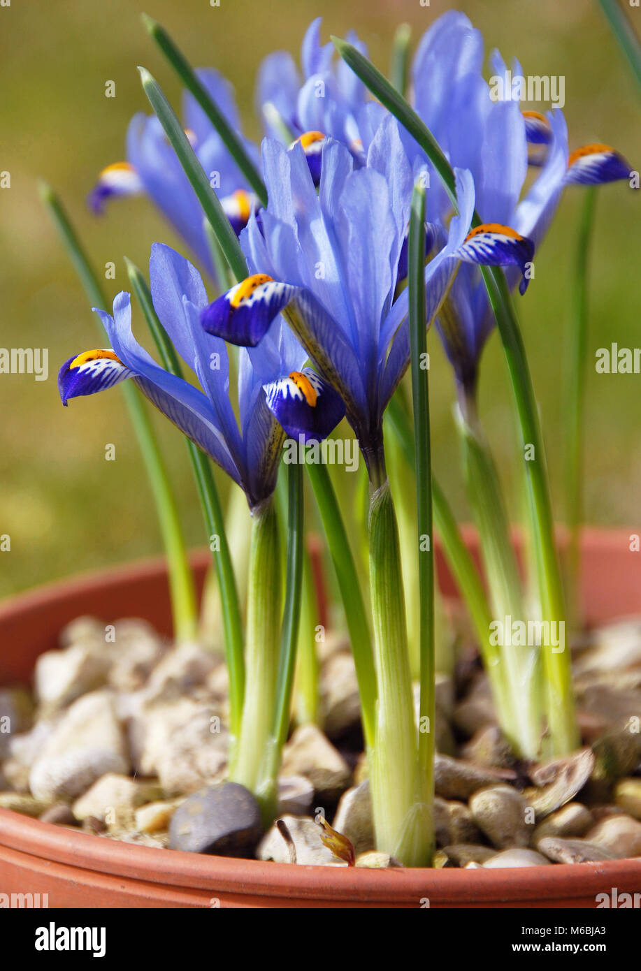 Iris reticulata 'Gordon’ Stock Photo - Alamy