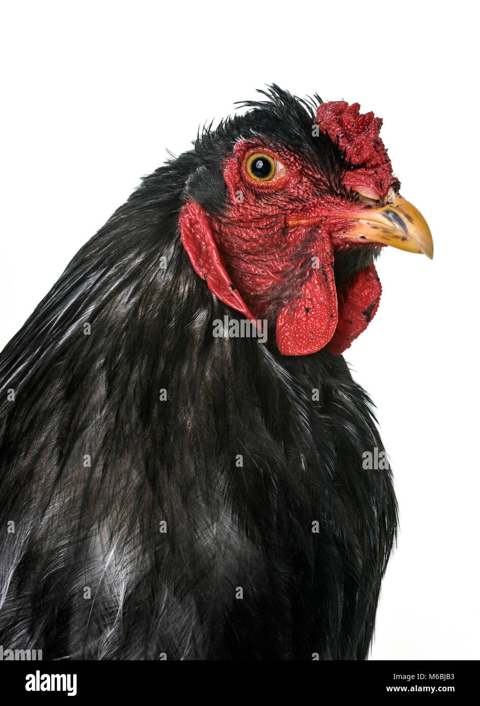 brahma chicken in front of white background Stock Photo - Alamy