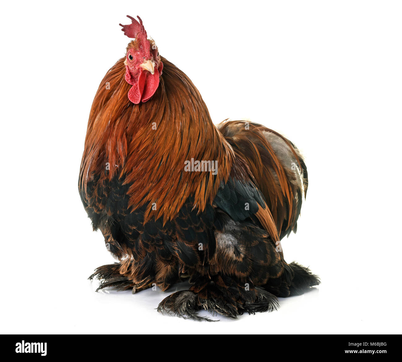 pekin chicken in front of white background Stock Photo - Alamy
