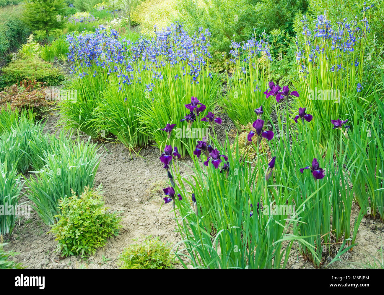 Brightwater Gardens River of Iris Stock Photo - Alamy