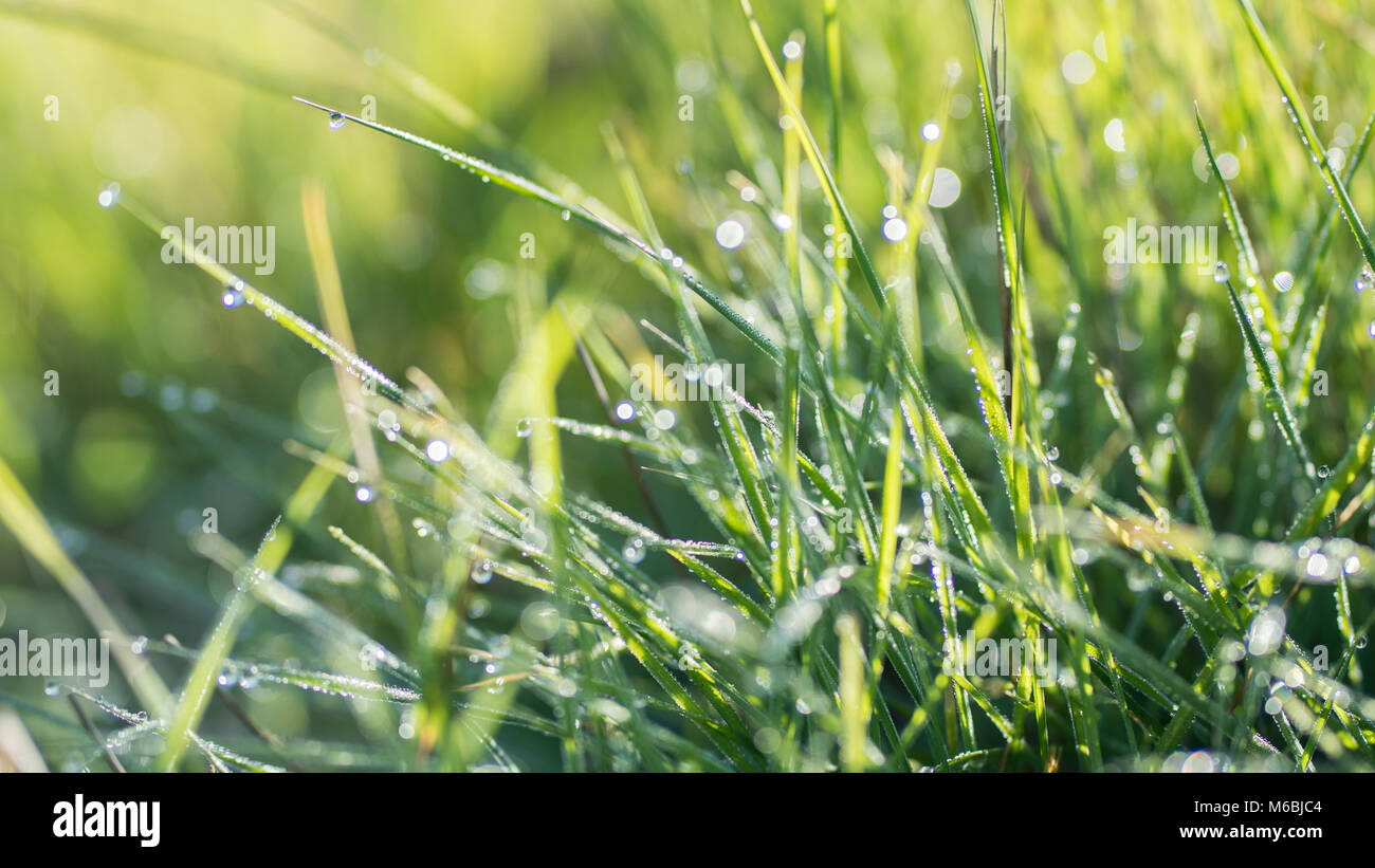 Green grass and morning dew in sunrise Stock Photo - Alamy