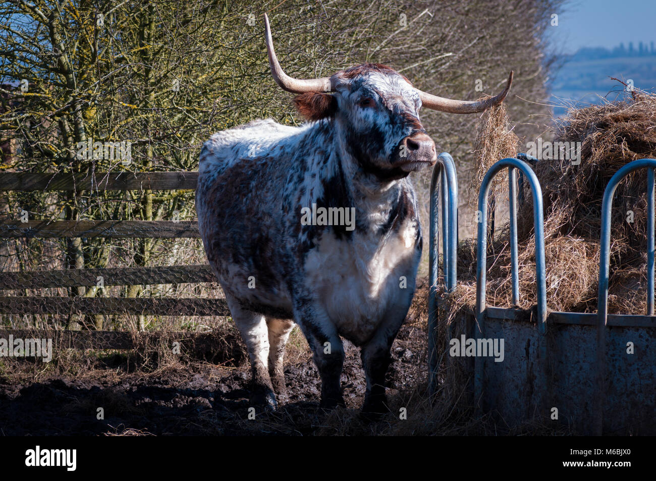 English farm animals hi-res stock photography and images - Alamy