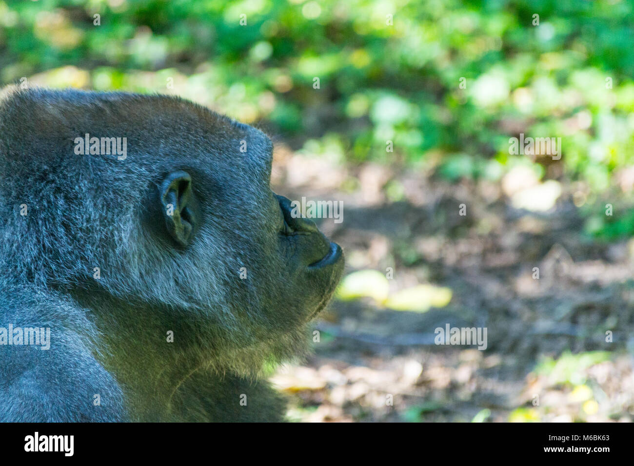 Western lowland gorilla is the smallest of the four gorilla species and ...