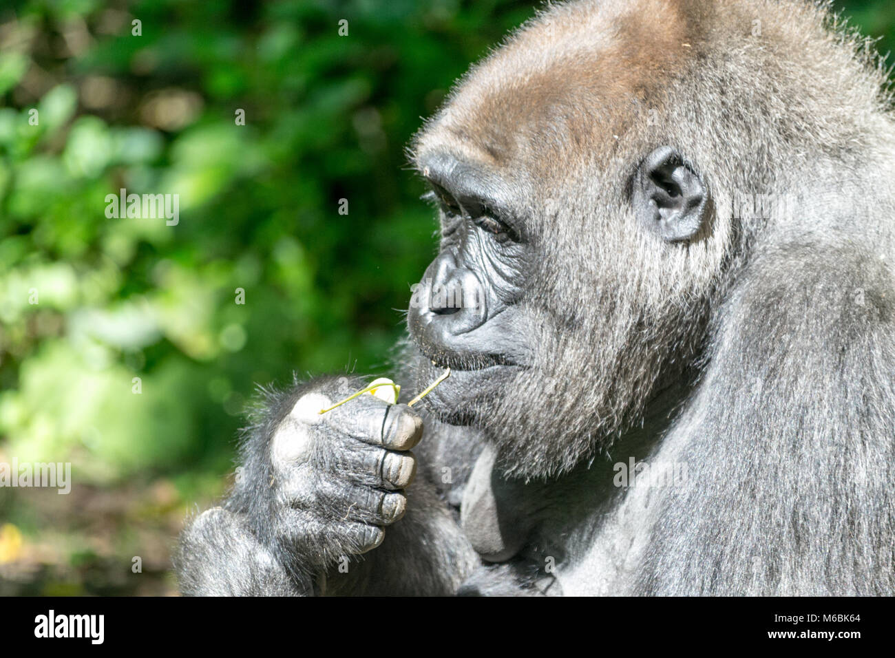 Western lowland gorilla is the smallest of the four gorilla species and ...