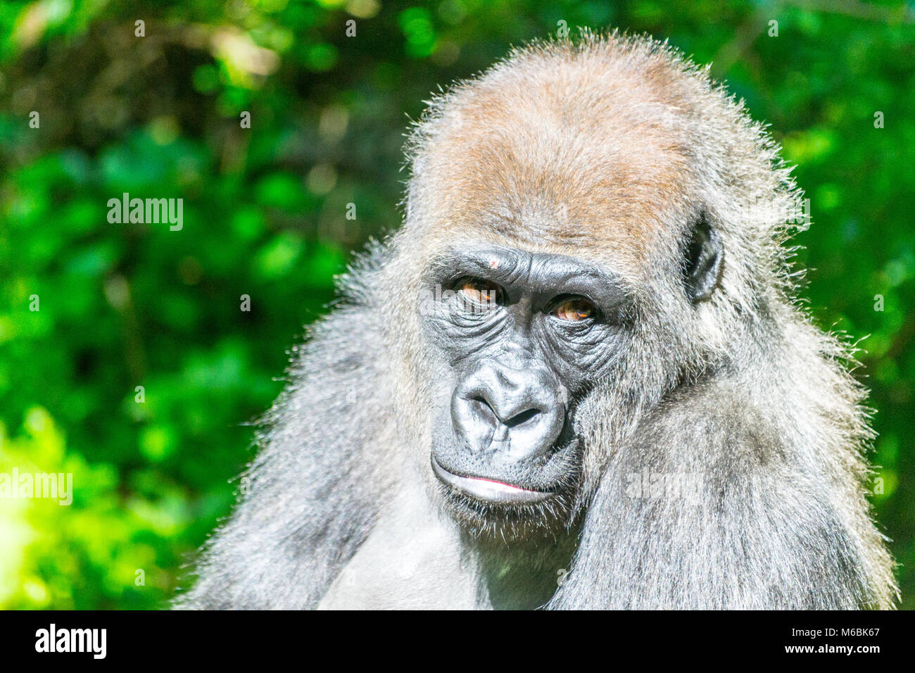 Western lowland gorilla is the smallest of the four gorilla species and ...