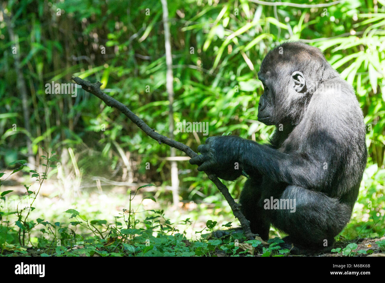 Western lowland gorilla is the smallest of the four gorilla species and ...