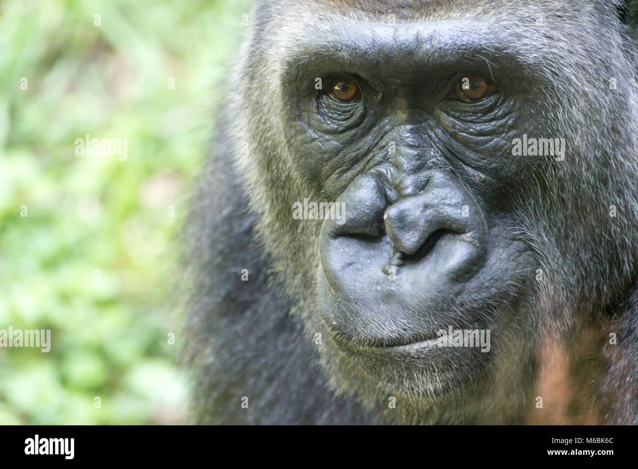 Western lowland gorilla is the smallest of the four gorilla species and ...