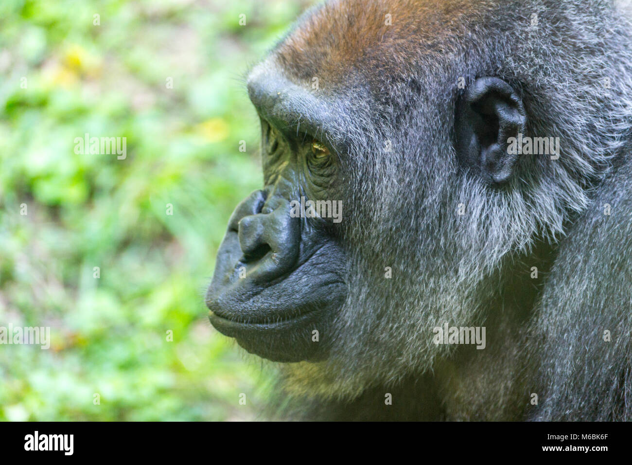 Western lowland gorilla is the smallest of the four gorilla species and ...