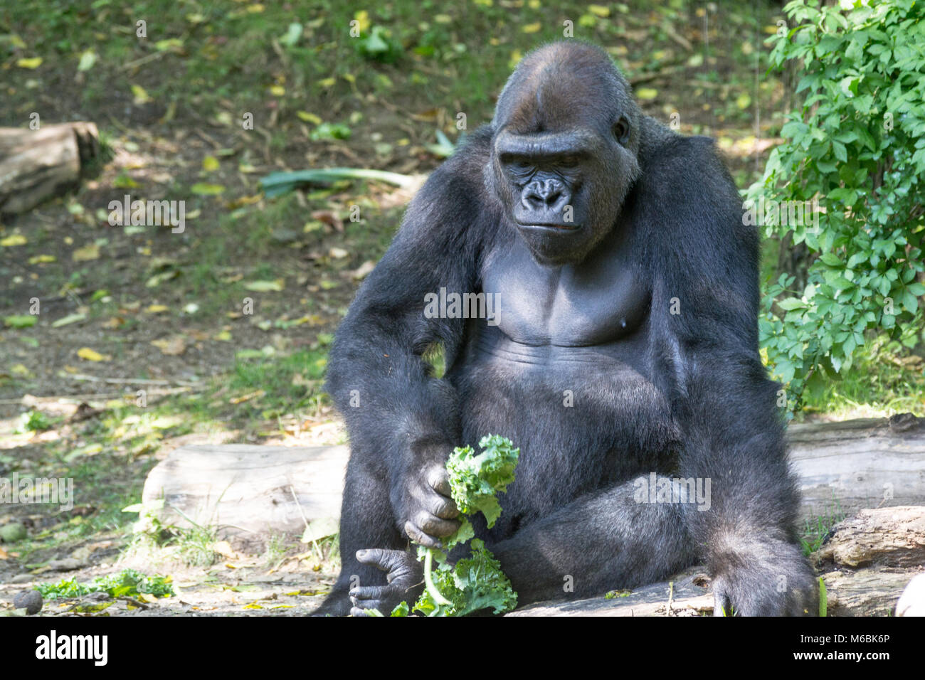 Western lowland gorilla is the smallest of the four gorilla species and ...