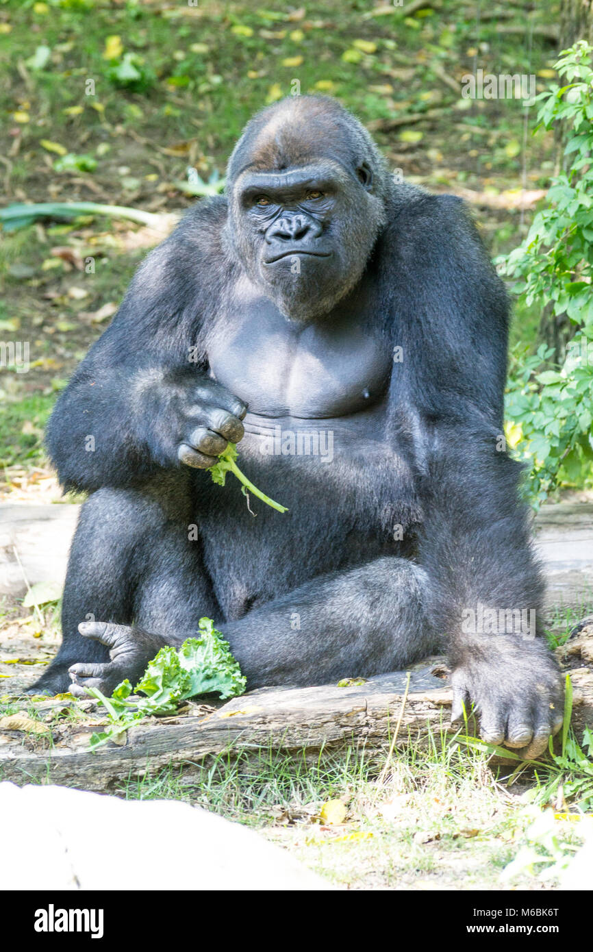 Western lowland gorilla is the smallest of the four gorilla species and ...