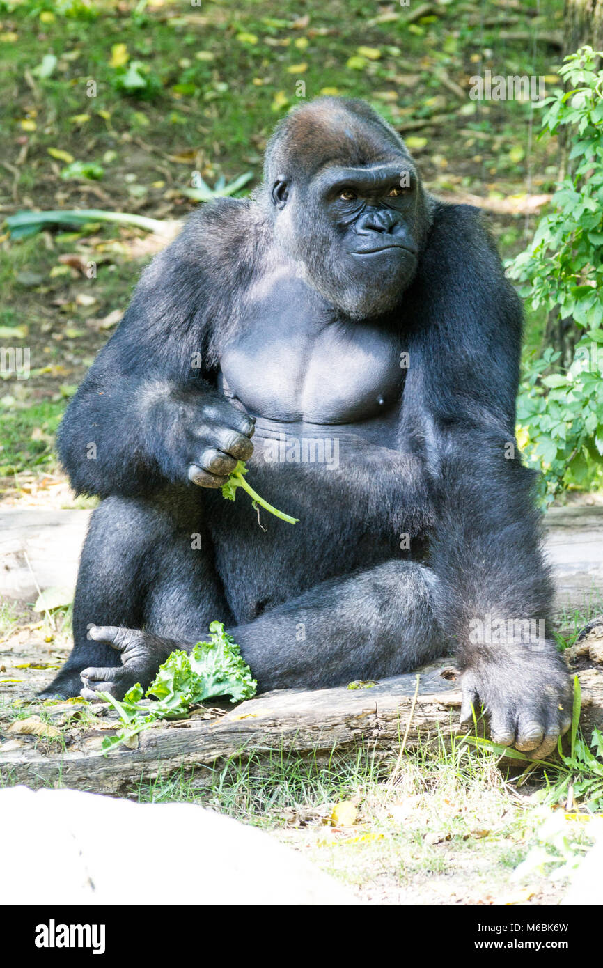 Western lowland gorilla is the smallest of the four gorilla species and ...