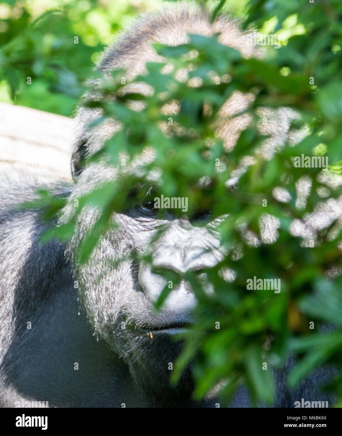 Western lowland gorilla is the smallest of the four gorilla species and ...