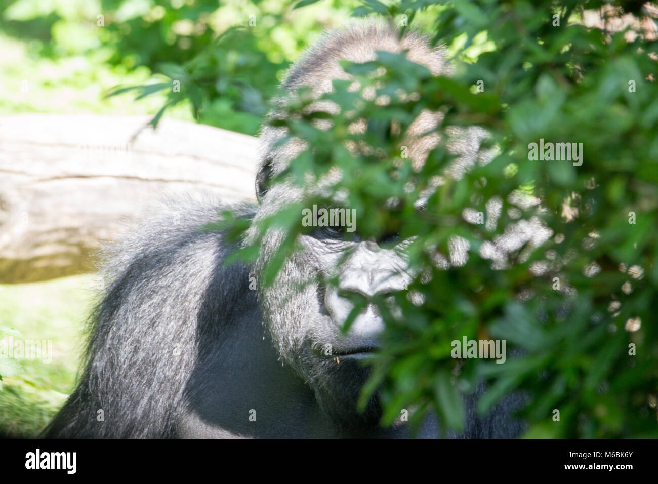 Western lowland gorilla is the smallest of the four gorilla species and ...