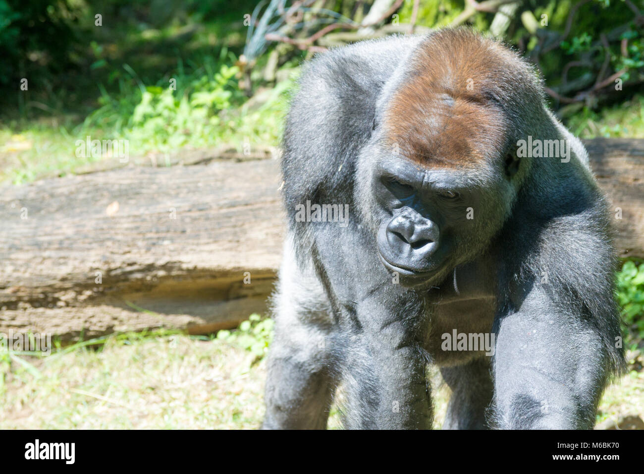 Western lowland gorilla is the smallest of the four gorilla species and ...