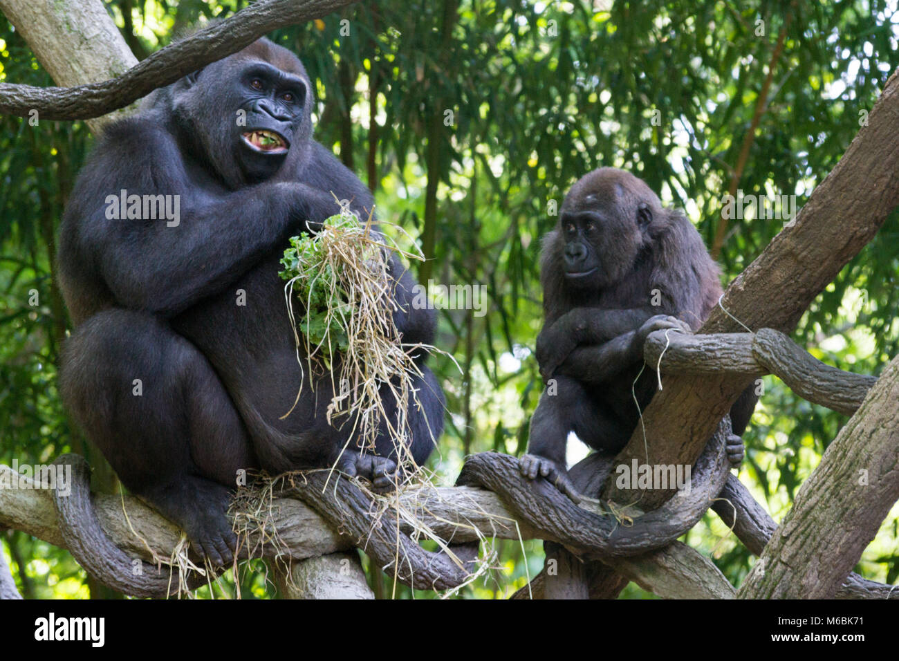 Western lowland gorilla is the smallest of the four gorilla species and ...