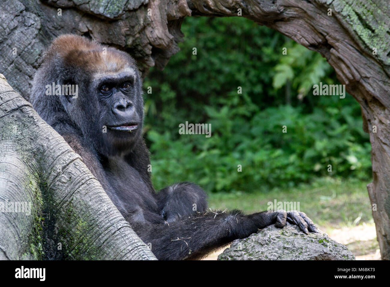 Western lowland gorilla is the smallest of the four gorilla species and ...