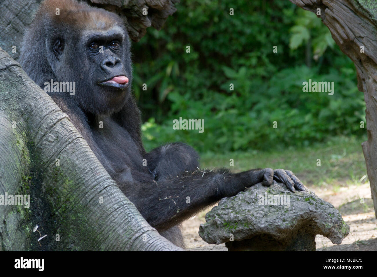 Western lowland gorilla is the smallest of the four gorilla species and ...
