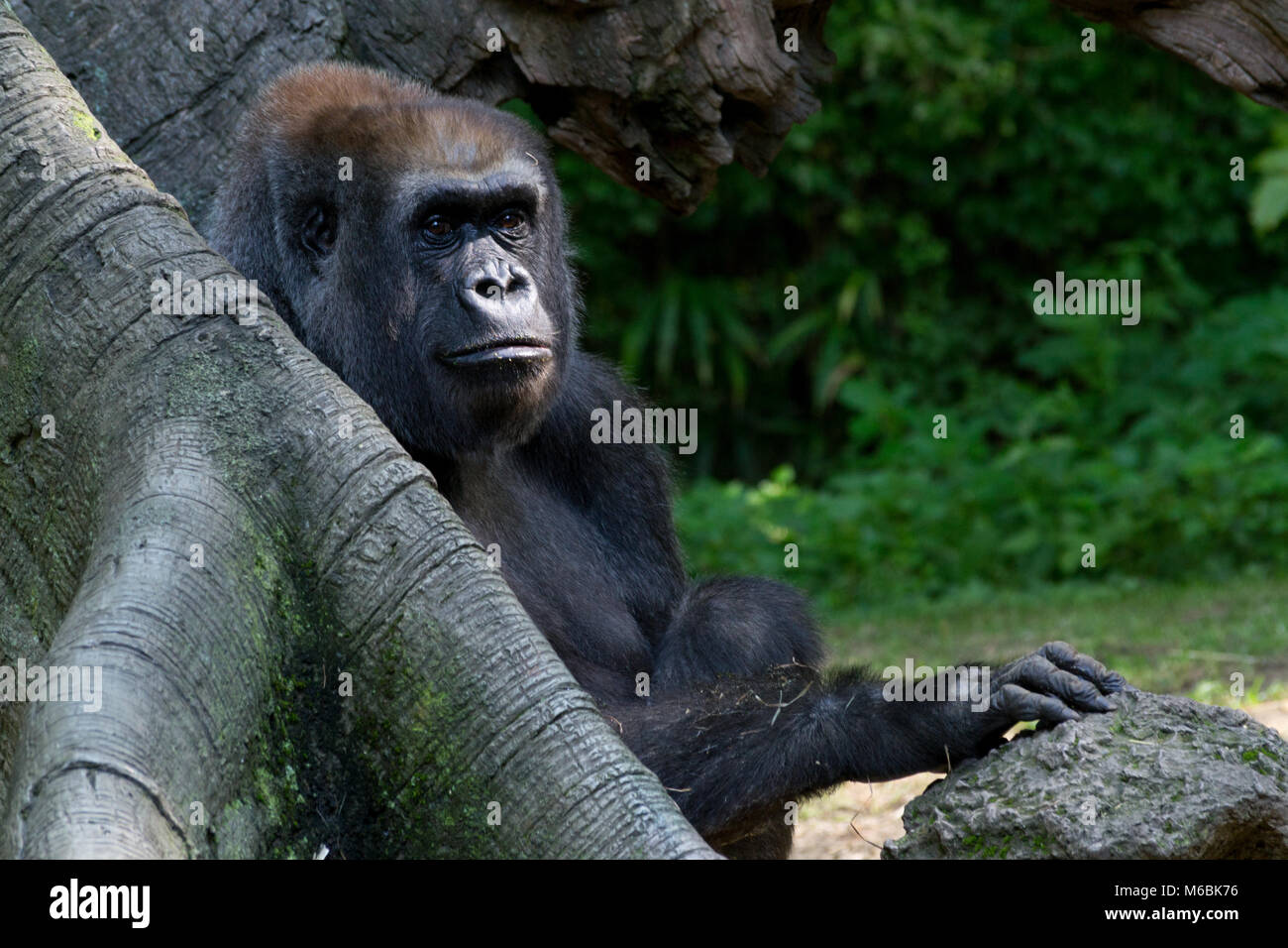 Western lowland gorilla is the smallest of the four gorilla species and ...