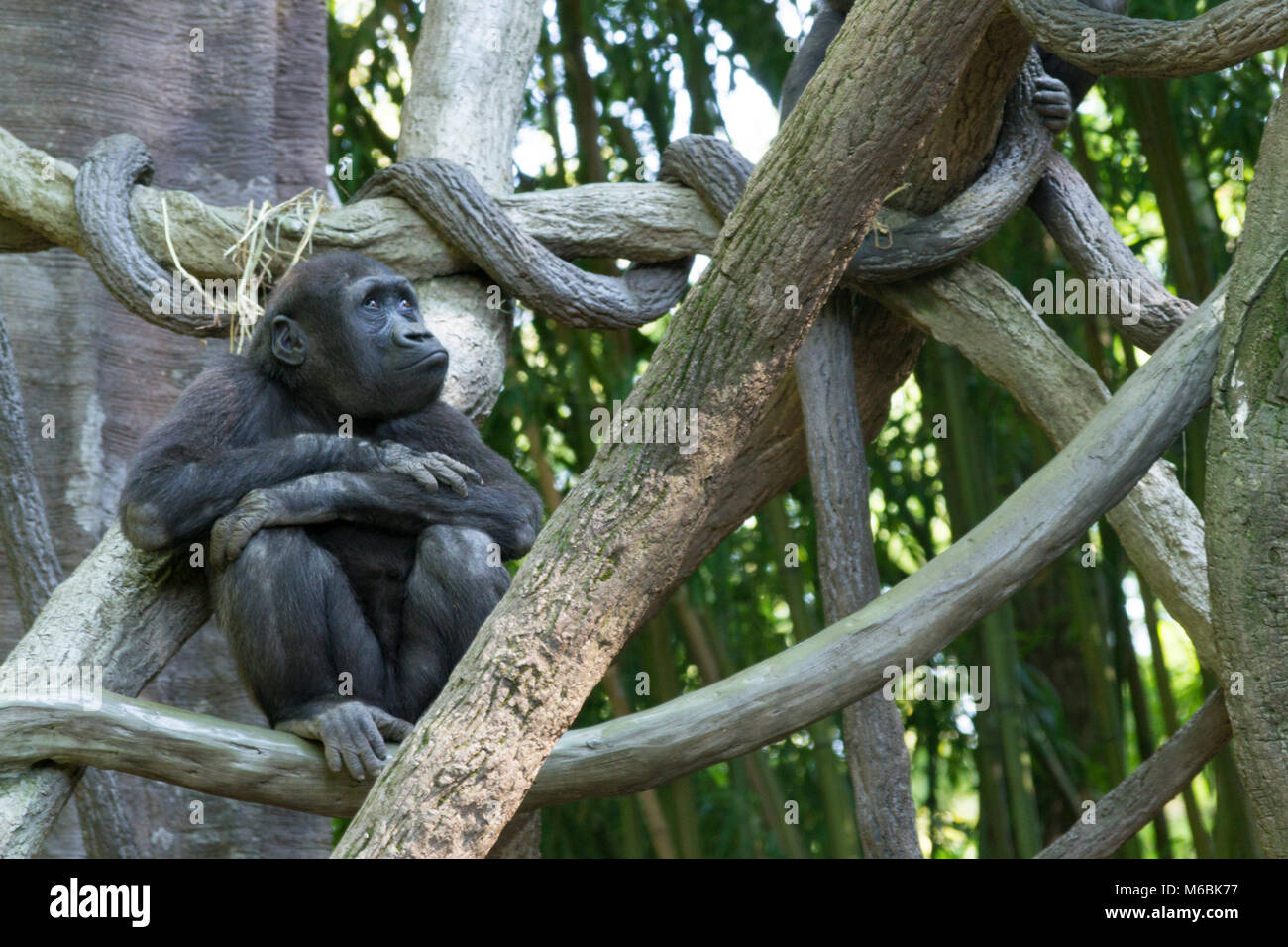 Western lowland gorilla is the smallest of the four gorilla species and ...