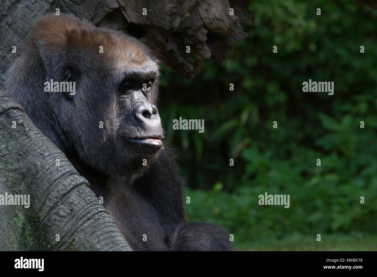 Western lowland gorilla is the smallest of the four gorilla species and ...