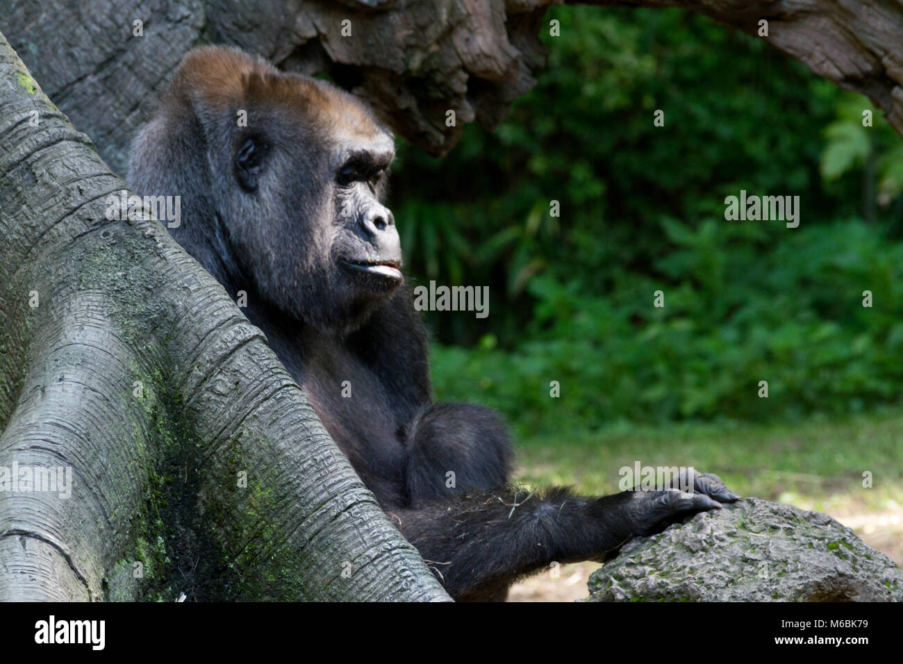Western lowland gorilla is the smallest of the four gorilla species and ...