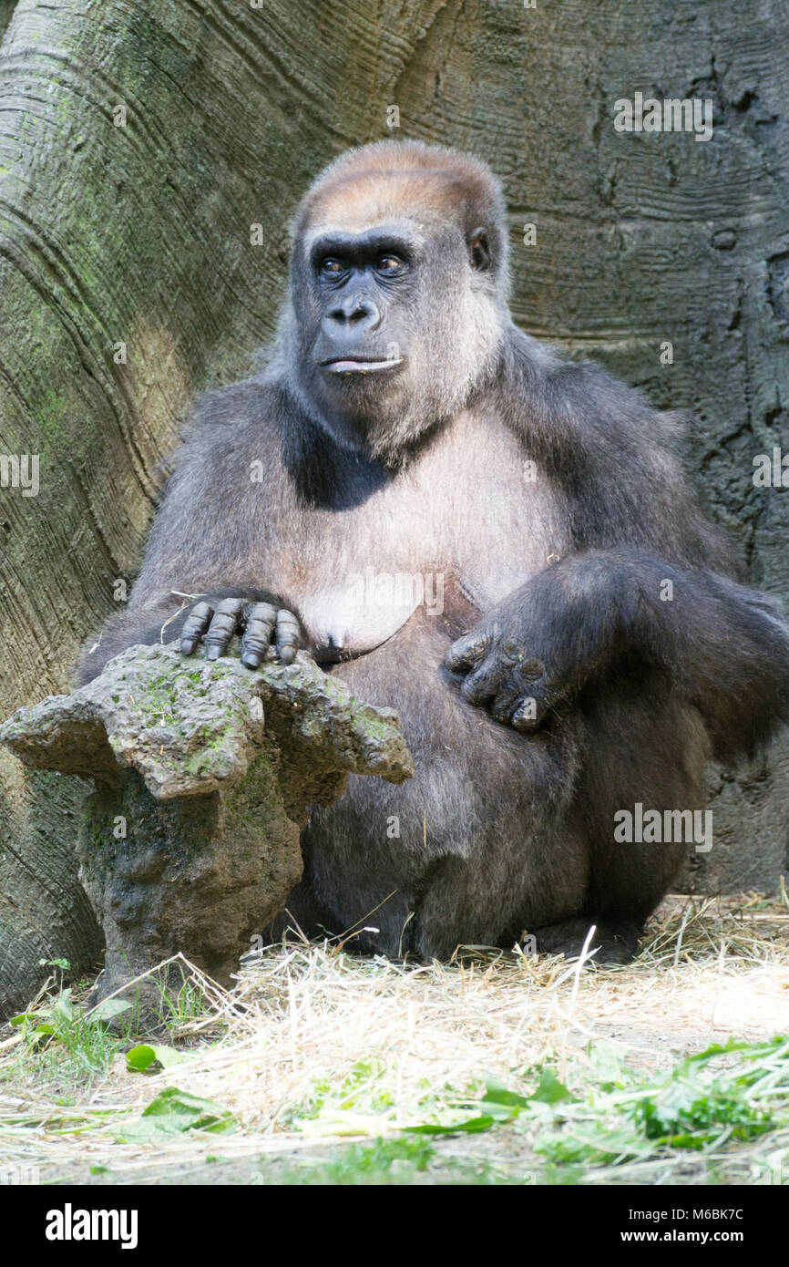 Western lowland gorilla is the smallest of the four gorilla species and ...