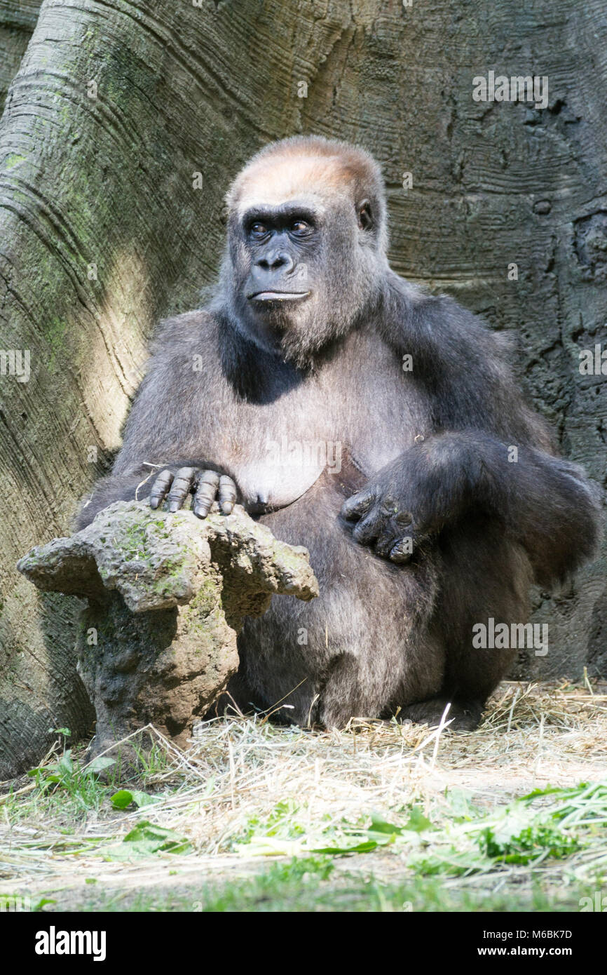 Western lowland gorilla is the smallest of the four gorilla species and ...