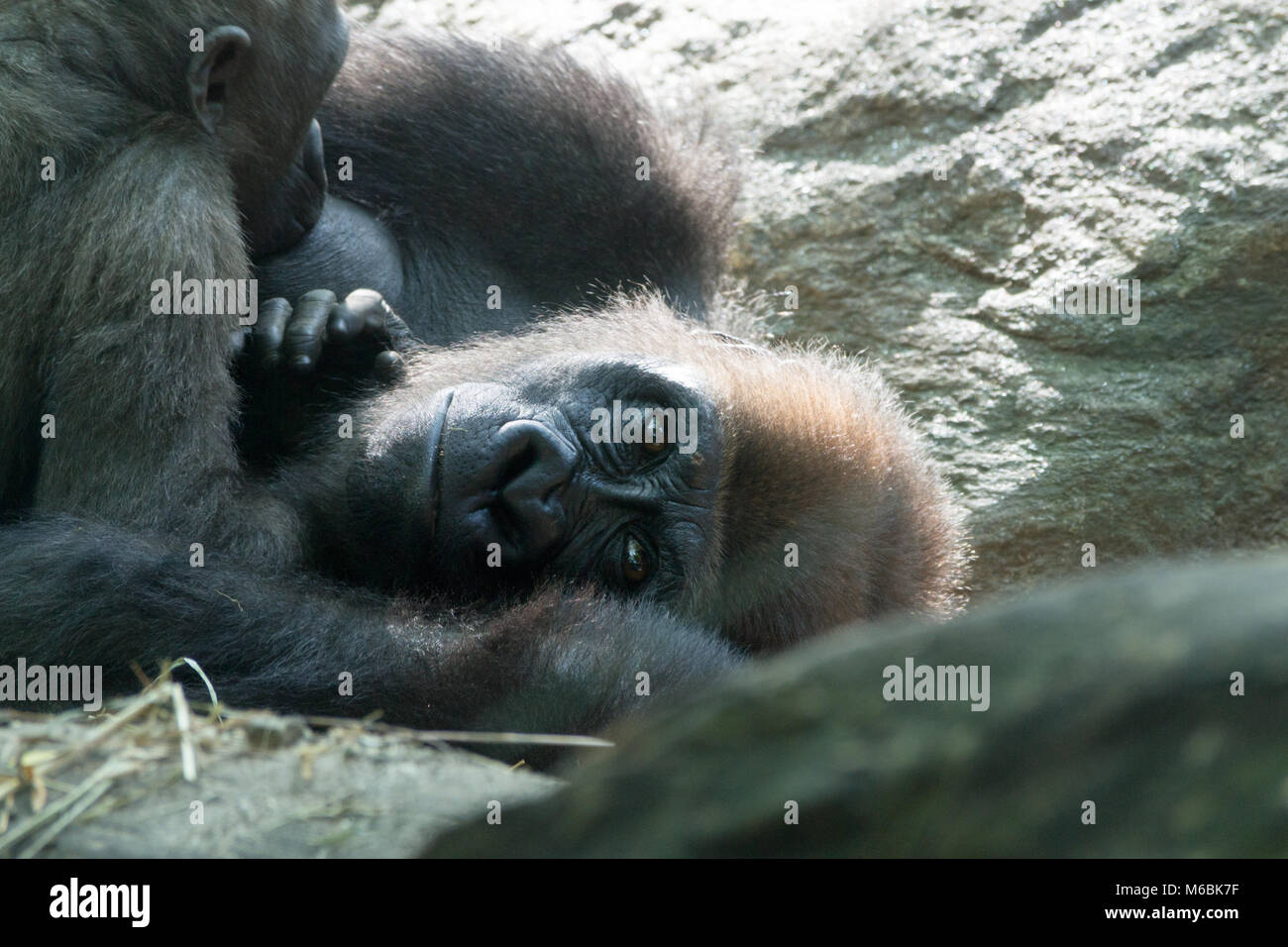 Western lowland gorilla is the smallest of the four gorilla species and ...