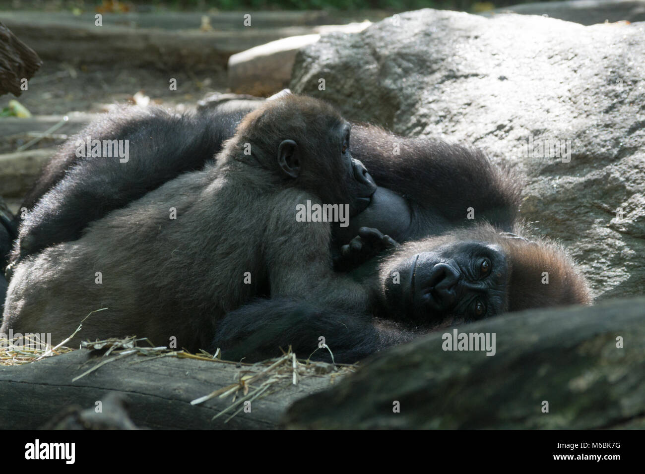 Western lowland gorilla is the smallest of the four gorilla species and ...