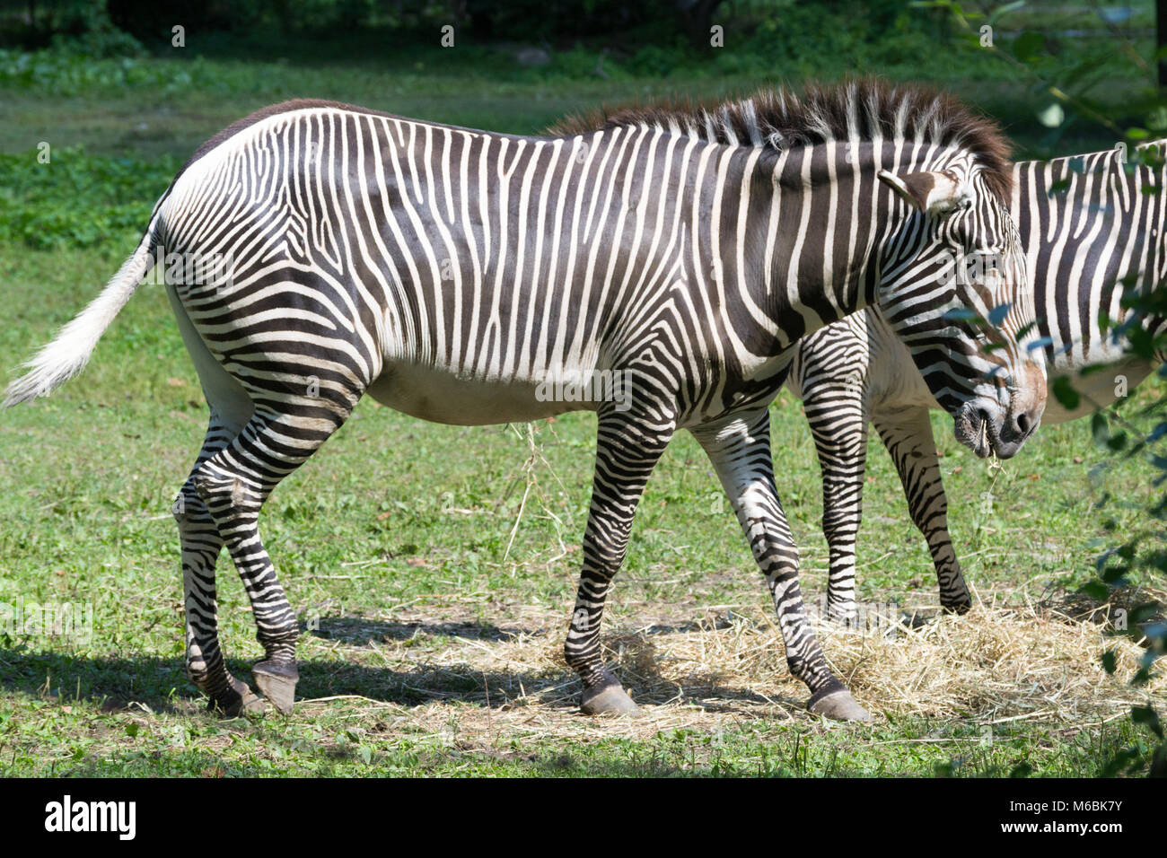 The Imperial Zebra is the largest and more in endangered of all the ...