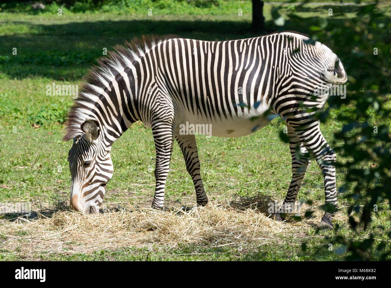 The Imperial Zebra is the largest and more in endangered of all the ...