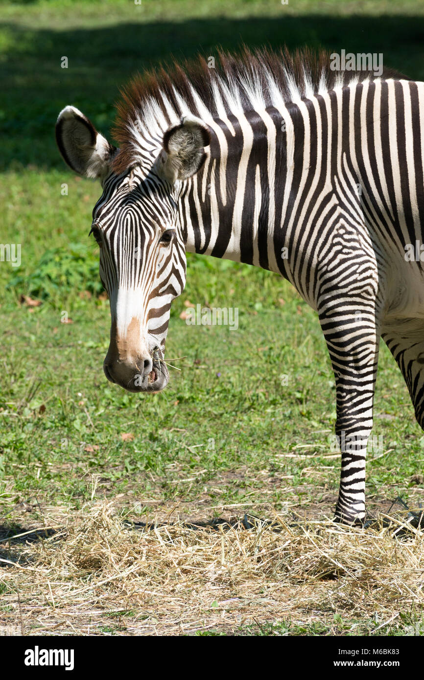 The Imperial Zebra is the largest and more in endangered of all the ...
